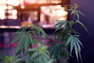 Clubes Sociales de Cannabis: Cómo Transforman la Comunidad - Hakuna ...